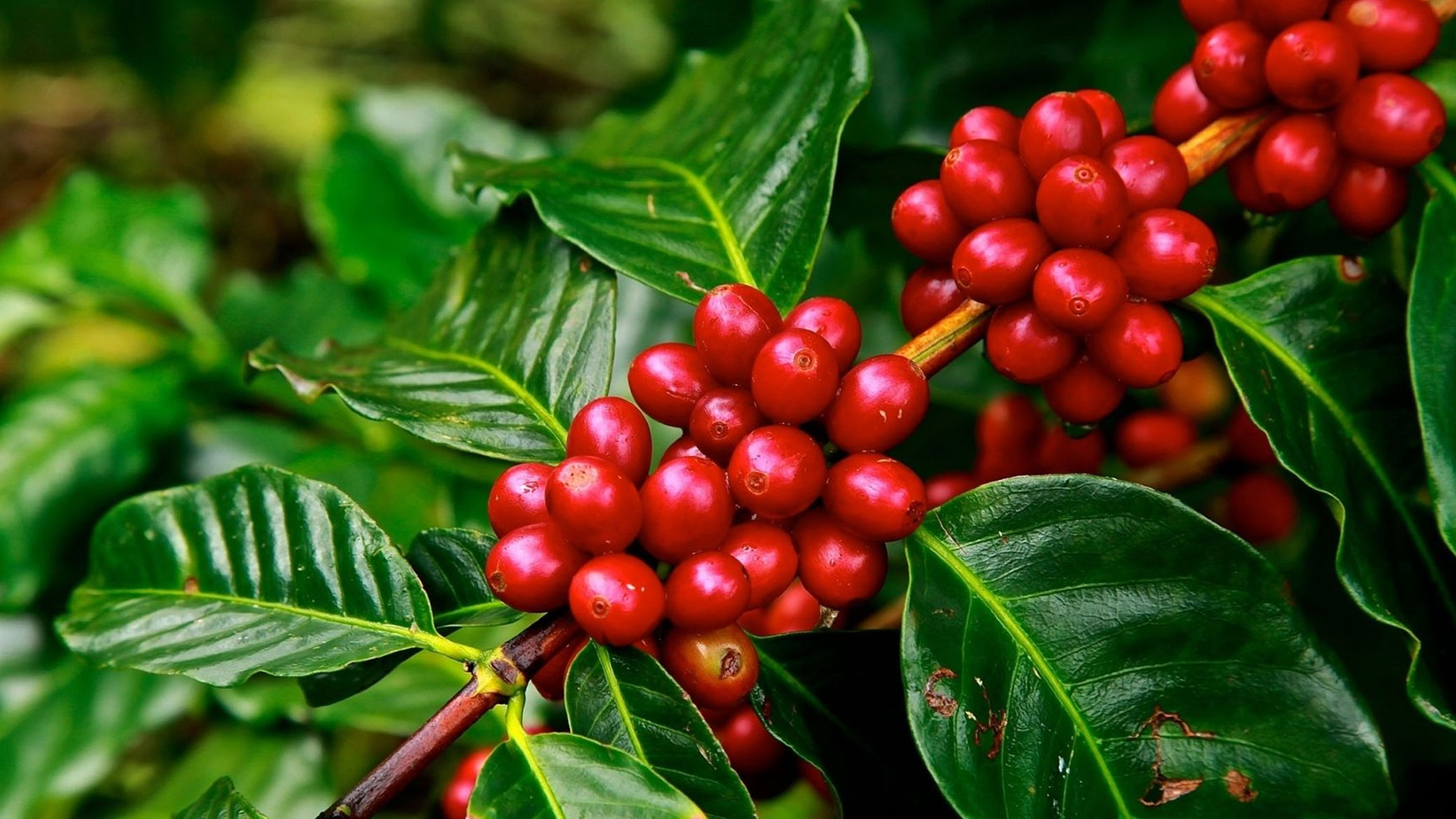 Brazil Coffee 2023-2025 MY - Aura Commodities